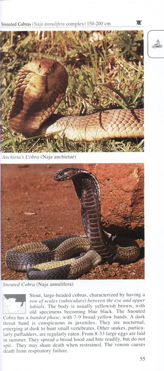 A Photographic Guide to Snakes and other Reptiles of Southern Africa